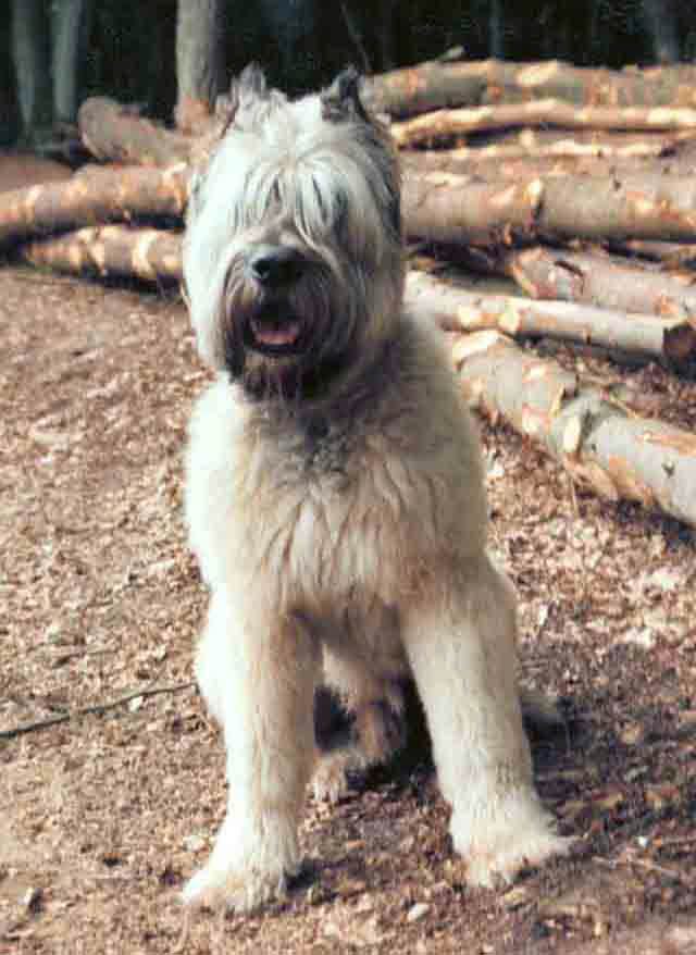 Bouvier Des Flandres Valper